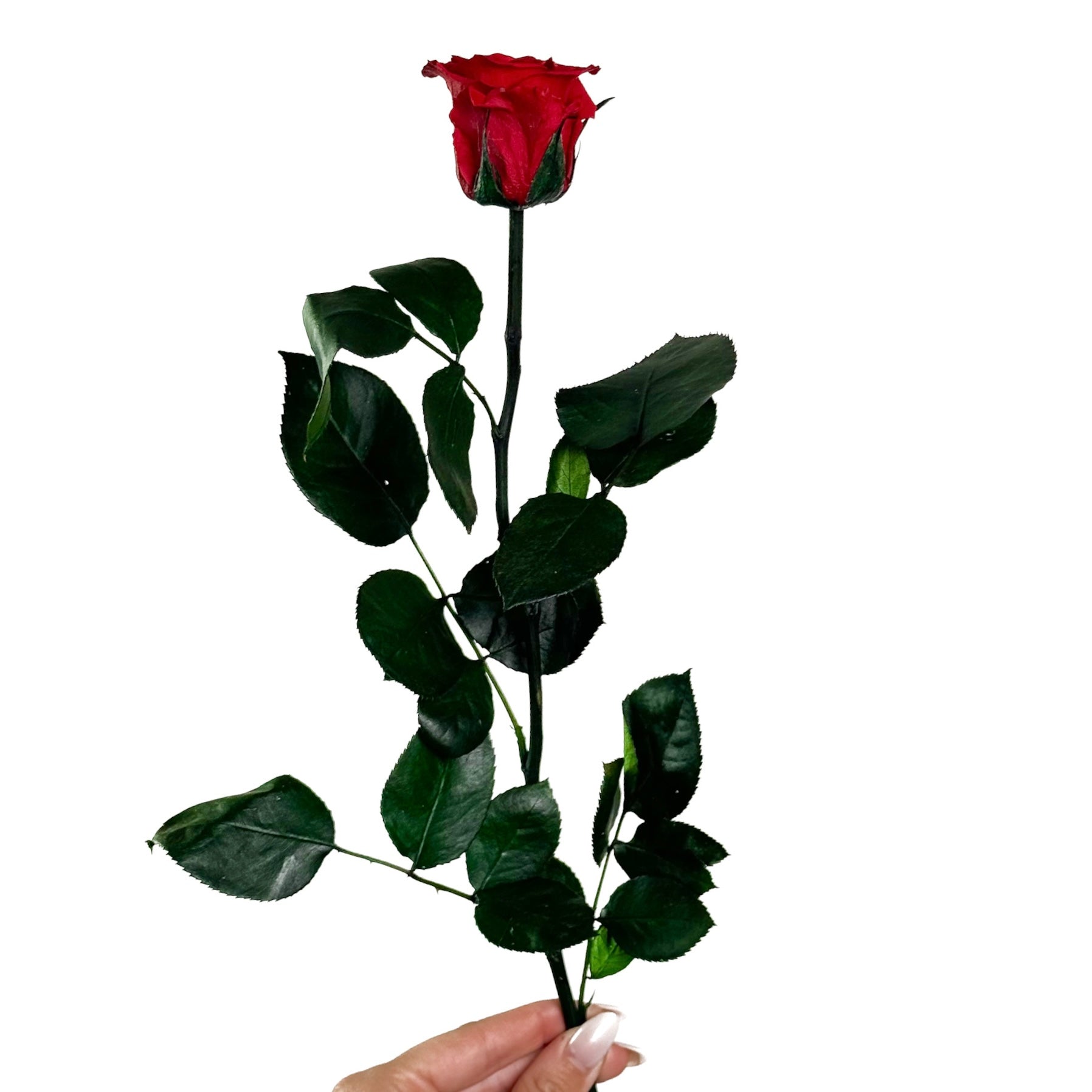 Infinity roses with stem, last 1-3 years, preserved